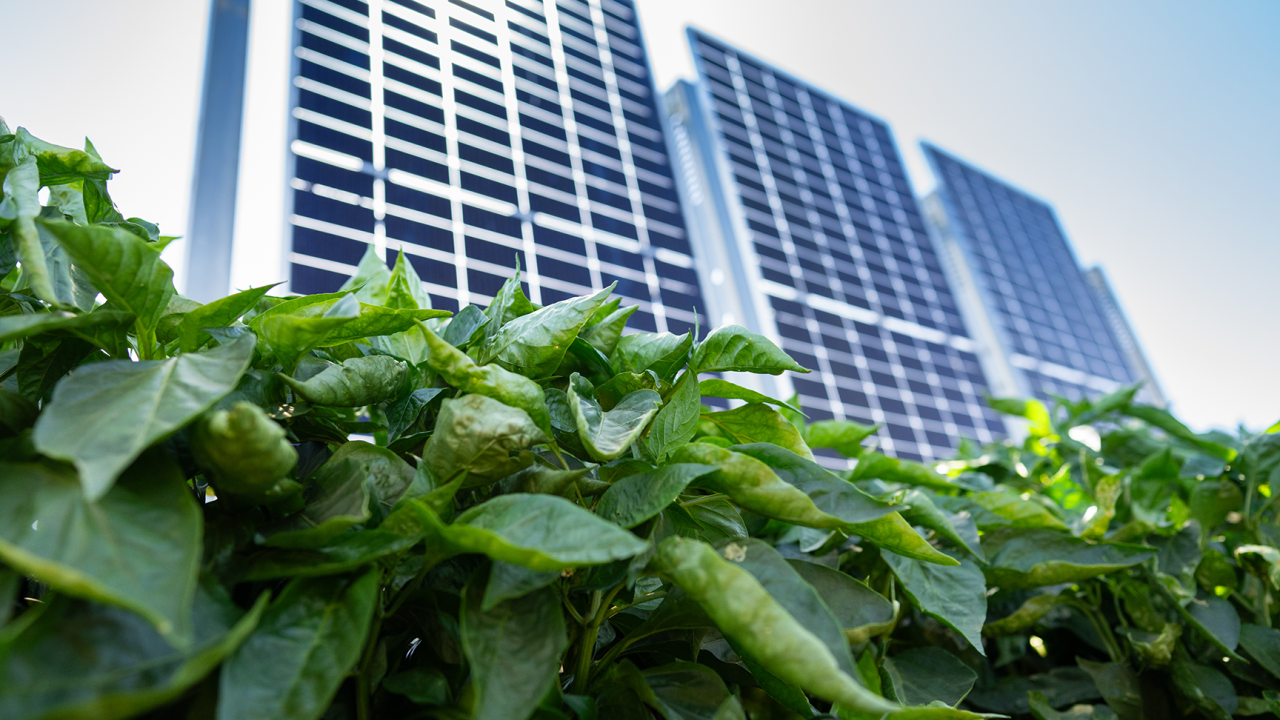 Harvesting Innovation: Exploring the Benefits of Agrivoltaics | College of Agricultural and ...